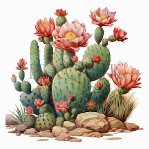 Vintage Blooming Cactus Clipart | 10 High Quality Jpgs | Retro Cactus ...