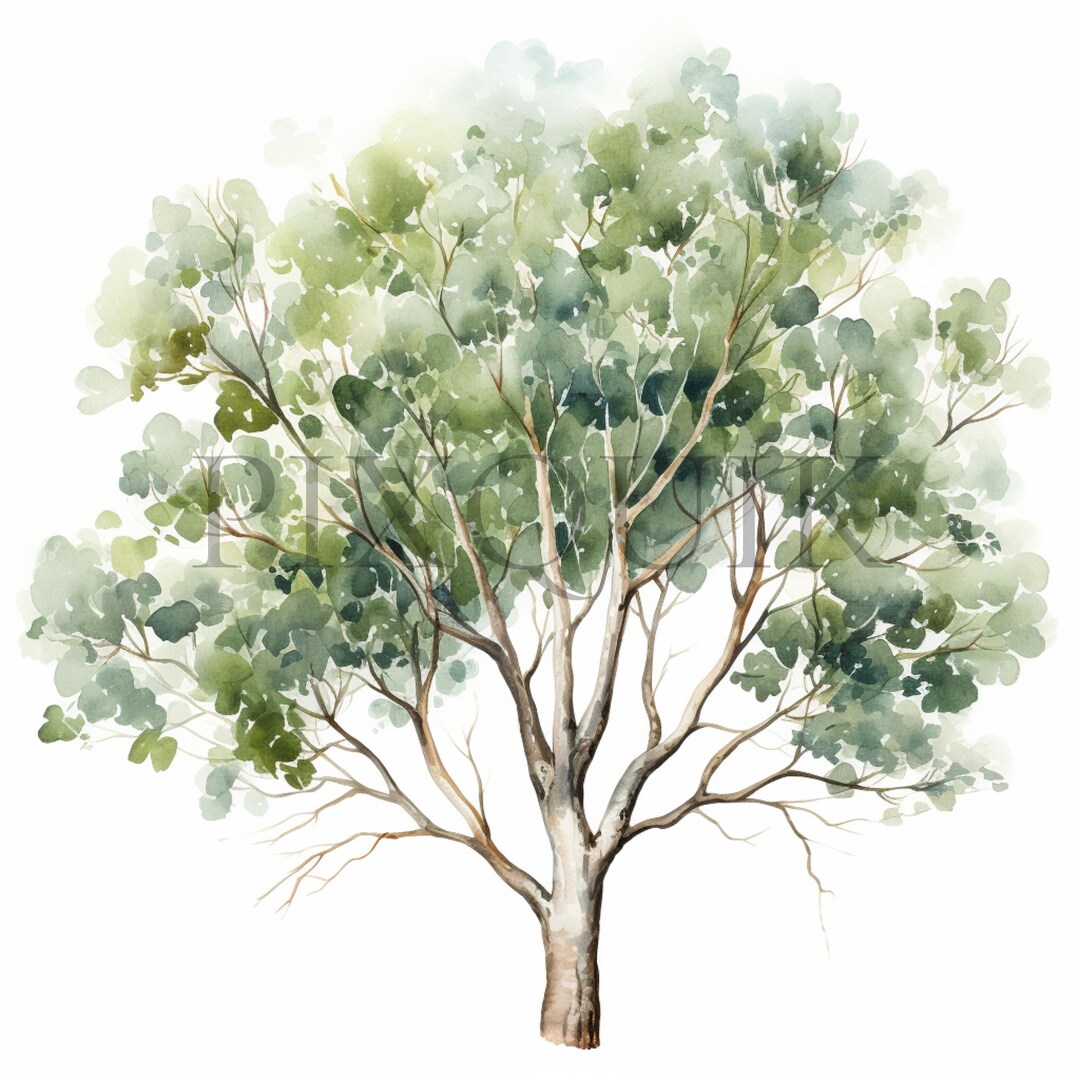 Gum Tree Clipart Tree Clipart 10 High Quality JPG Gum Tree Illustration ...