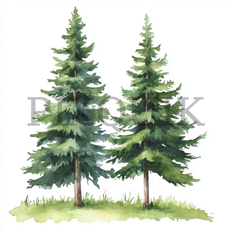 Watercolor Pine Tree Clipart: Nature Illustration (47 JPG Files) - Etsy
