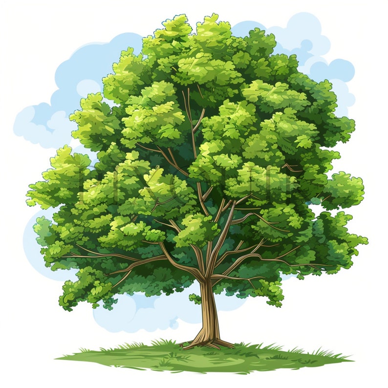 Sycamore Tree Clipart 10 High Quality Jpgs Sycamore Tree Illustration ...