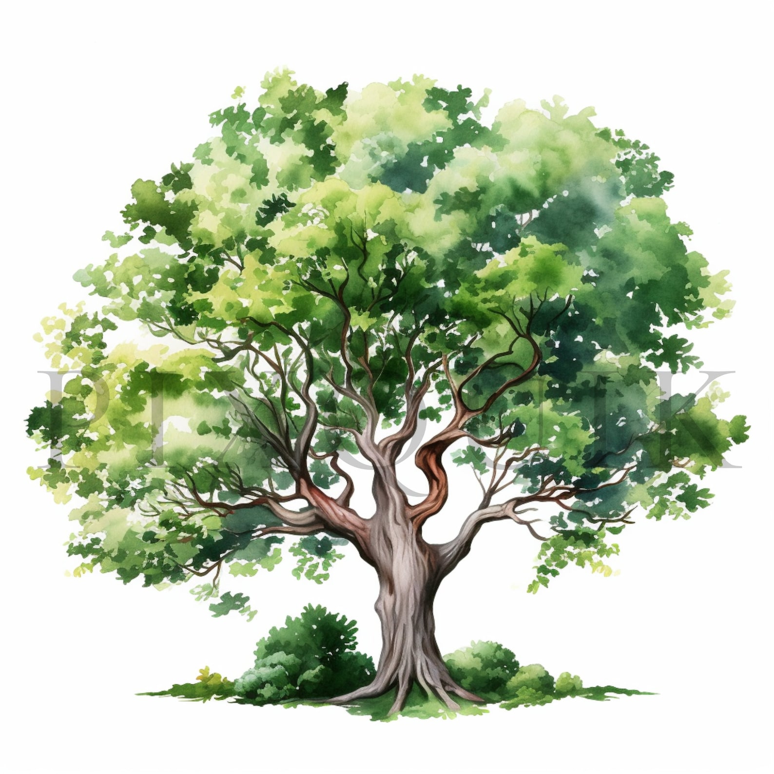 Watercolor Tree Clipart 13 High Quality Jpgs Digital Download ...