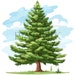 Hemlock Tree Clipart | High-quality Jpgs, Commercial Use (digital ...