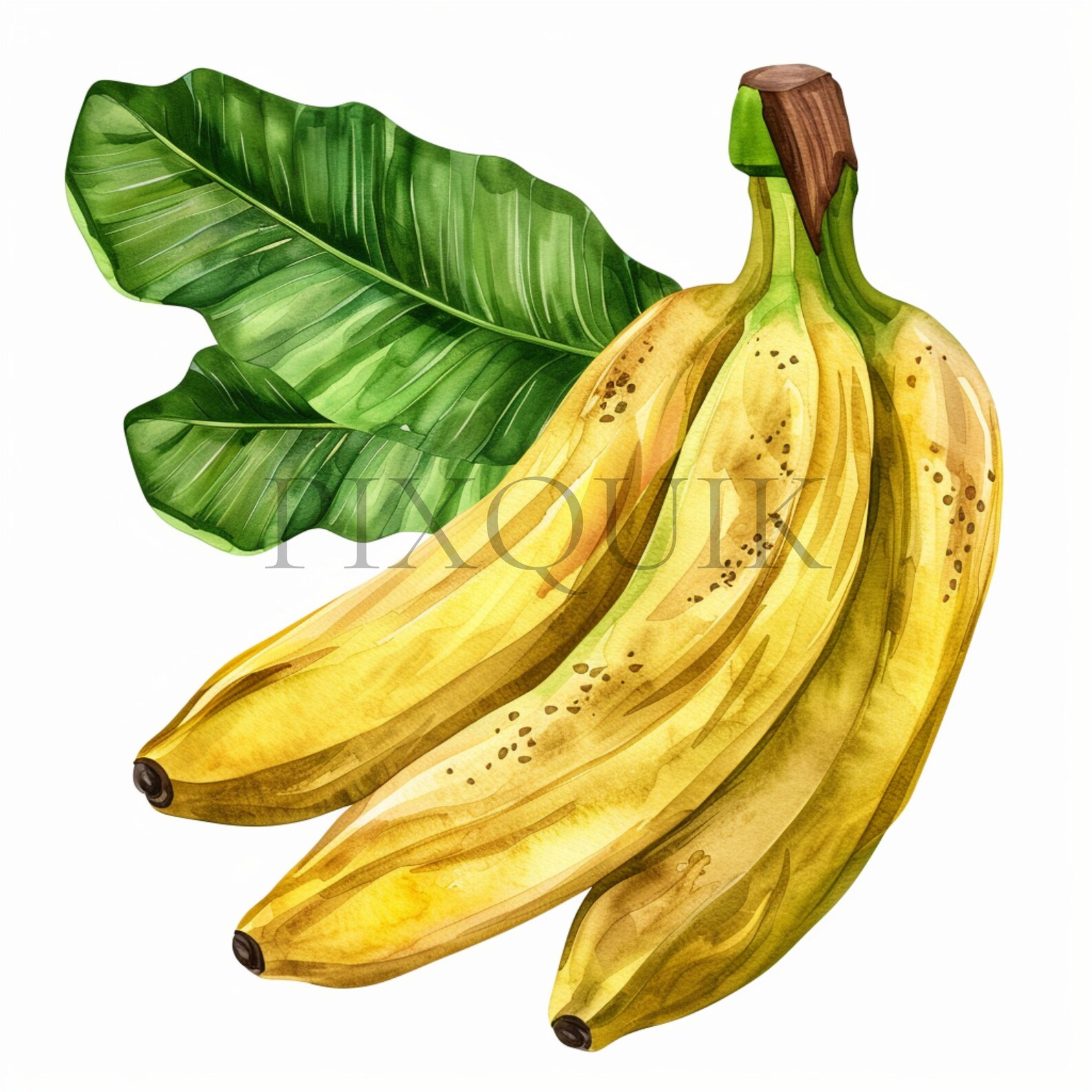 Watercolor Banana Clipart | Tropical Fruit Illustration (commercial Use ...