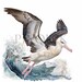 Watercolor Albatross Clipart | Bird Digital Art (10 JPG) - Etsy