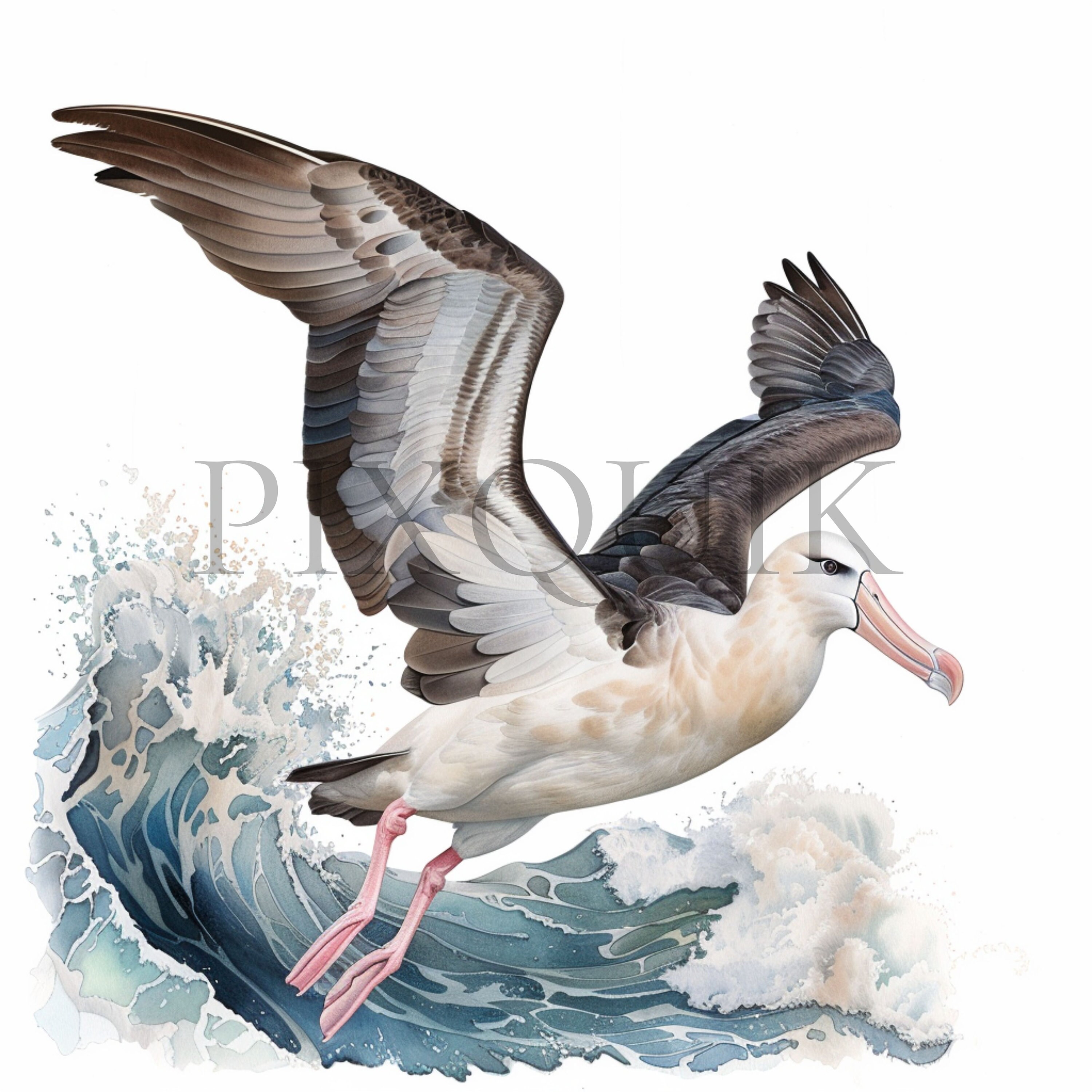 Watercolor Albatross Clipart | Bird Digital Art (10 JPG) - Etsy