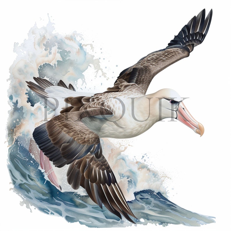 Watercolor Albatross Clipart | Bird Digital Art (10 JPG) - Etsy