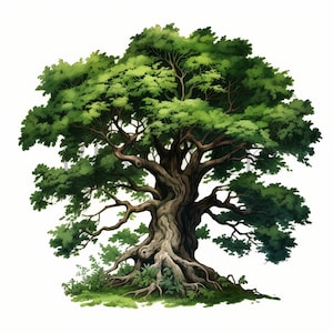 Yew Tree Clipart | Yew | 10 High Quality JPG | Yew Illustration | Tree ...