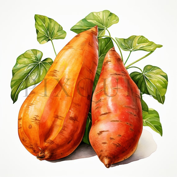 Sweet Potatoes Clip Art