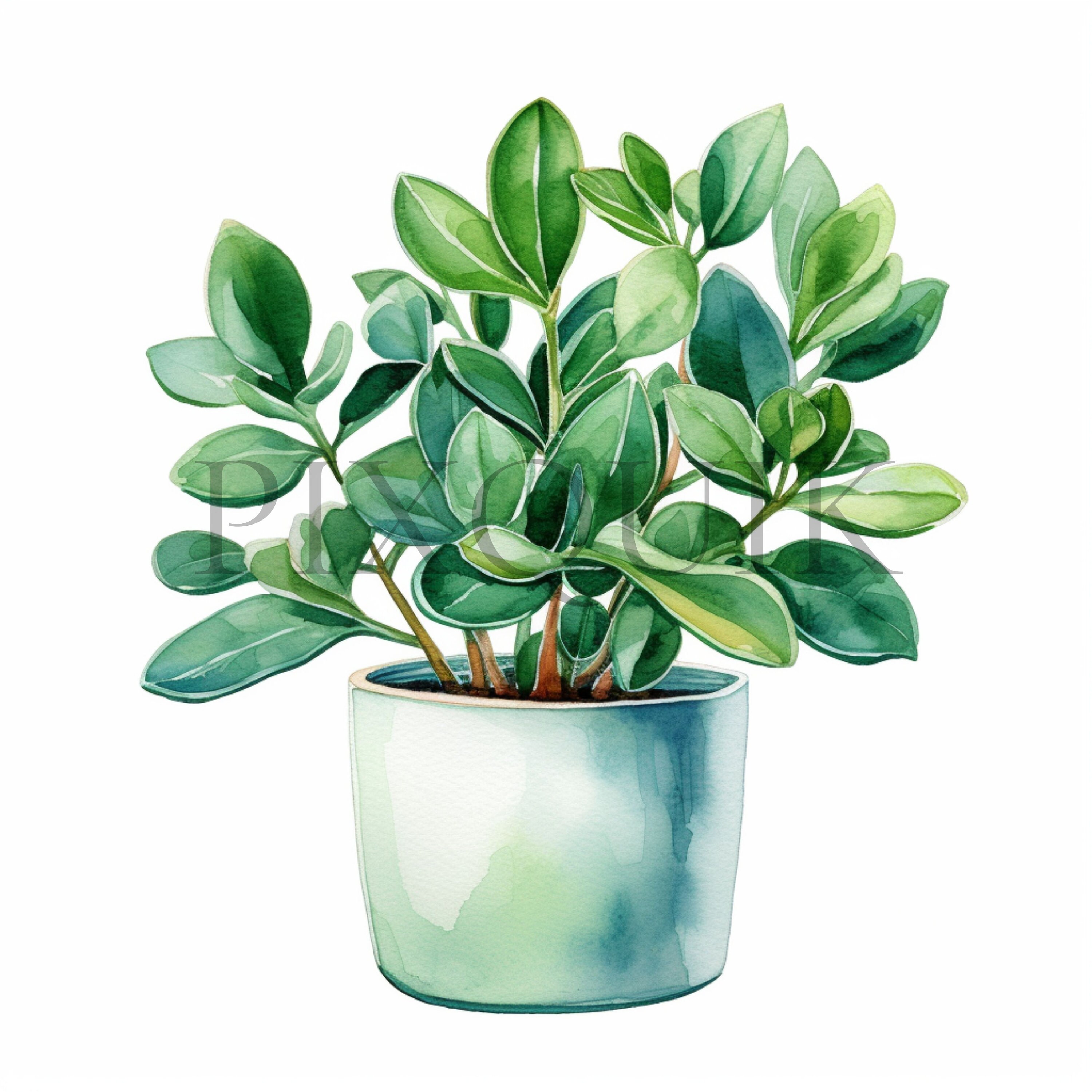 Cute House Plant Clipart | 10 High Quality Jpgs | Botanical Art ...