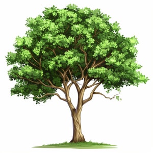 Ash Trees Clipart | 10 High Quality Jpgs | Botanical Art | Ash Tree ...
