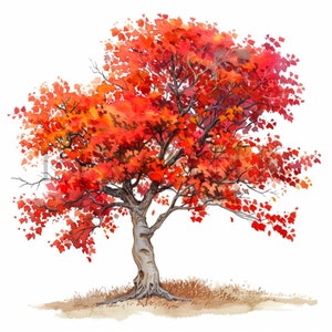 Fall Maple Tree Clipart | Autumn Jpgs (digital Download) - Etsy