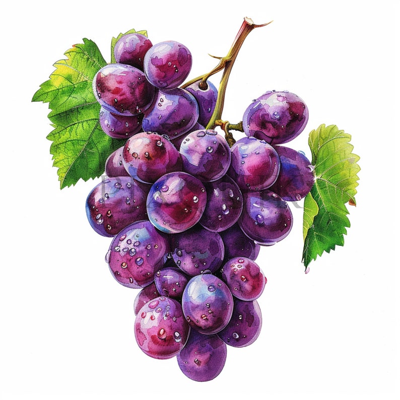 Watercolor Grapes Clipart | Fruit Illustration, Commercial Use (JPG) - Etsy