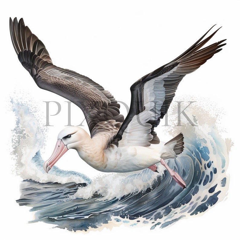 Watercolor Albatross Clipart | Bird Digital Art (10 JPG) - Etsy