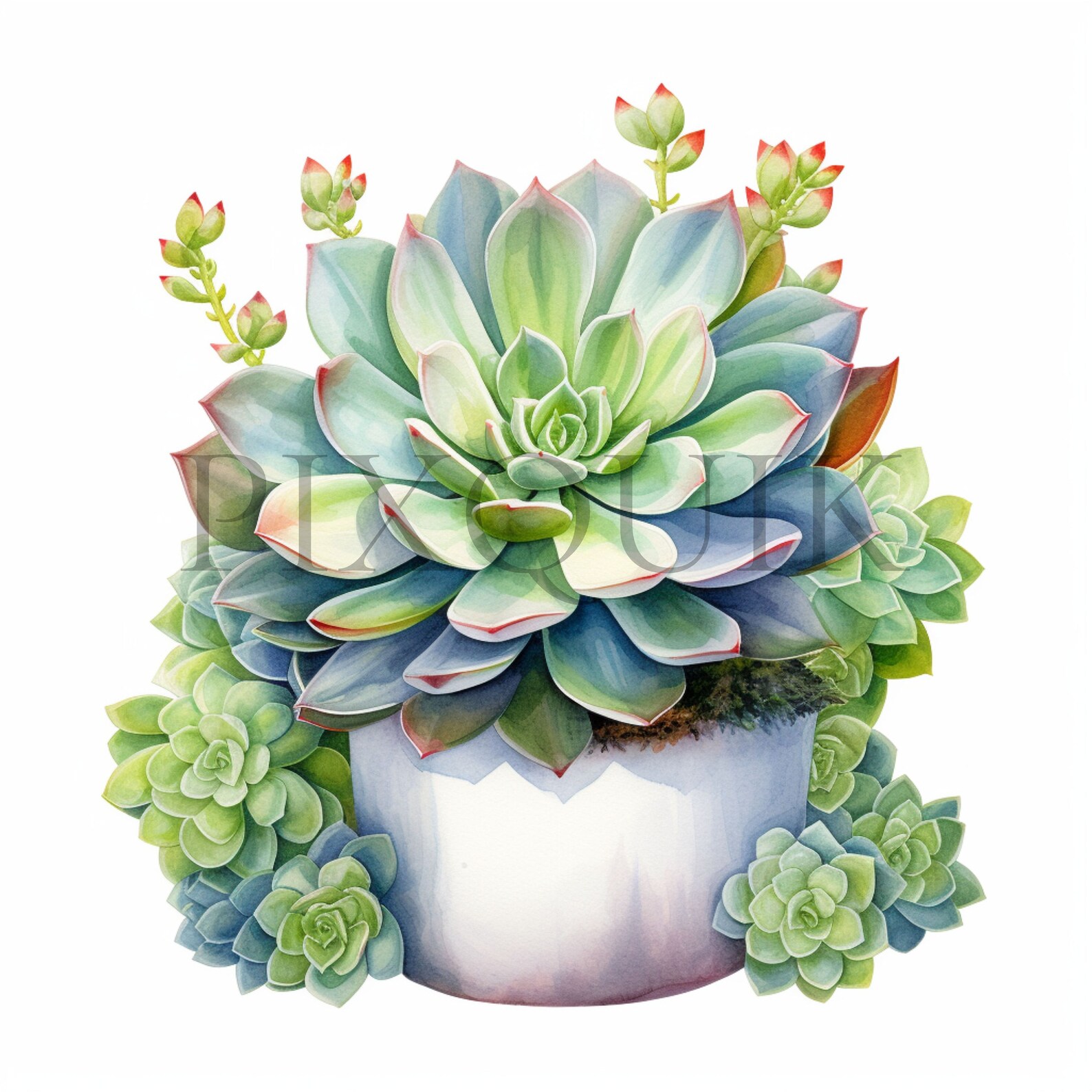 Succulent Clipart 10 High Quality Jpgs Cactus Illustrations Botanical ...