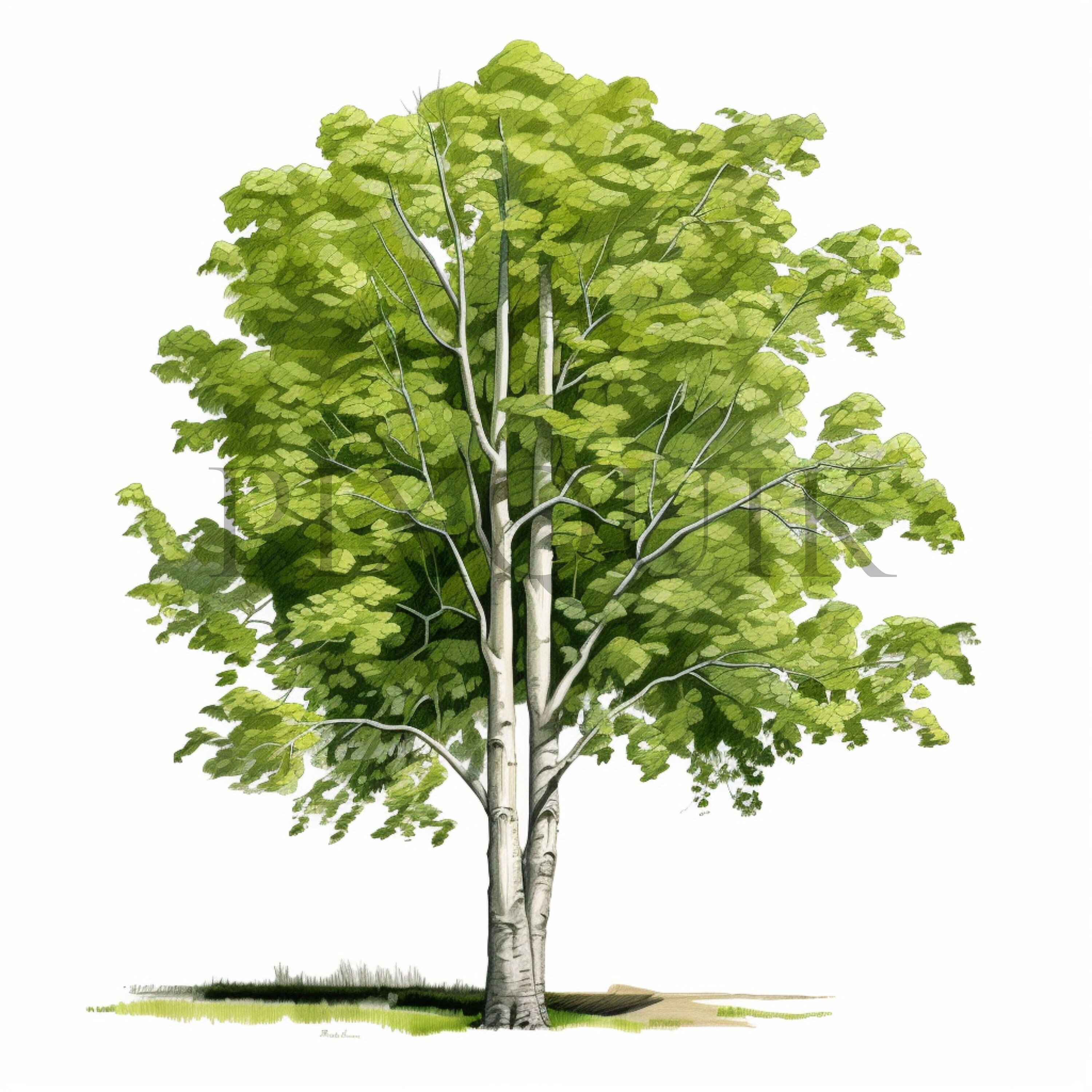Poplar Tree Illustration | High-quality JPG Clipart (digital Download ...