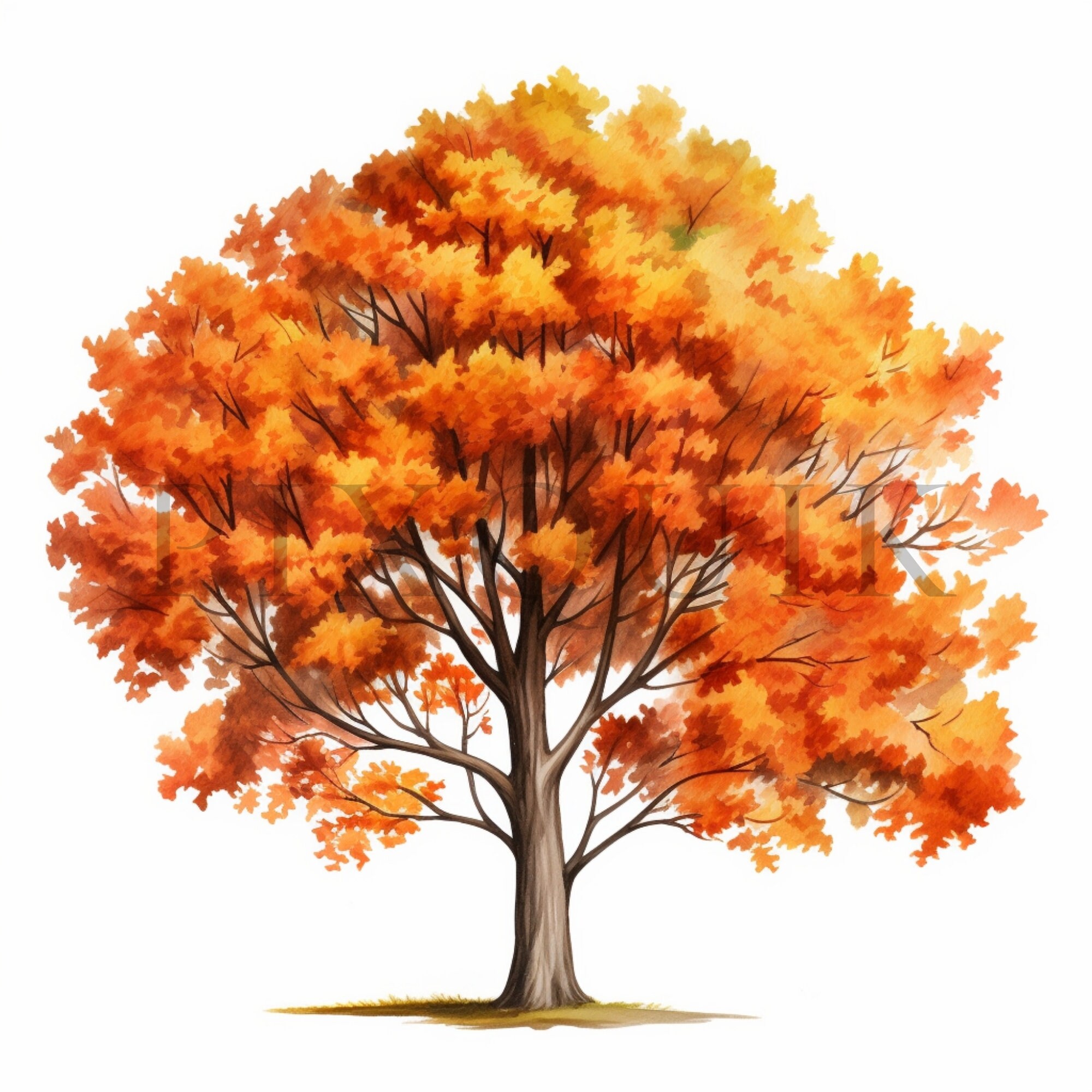 Autumn Maple Tree Clipart | Fall Wall Art (digital Download) - Etsy