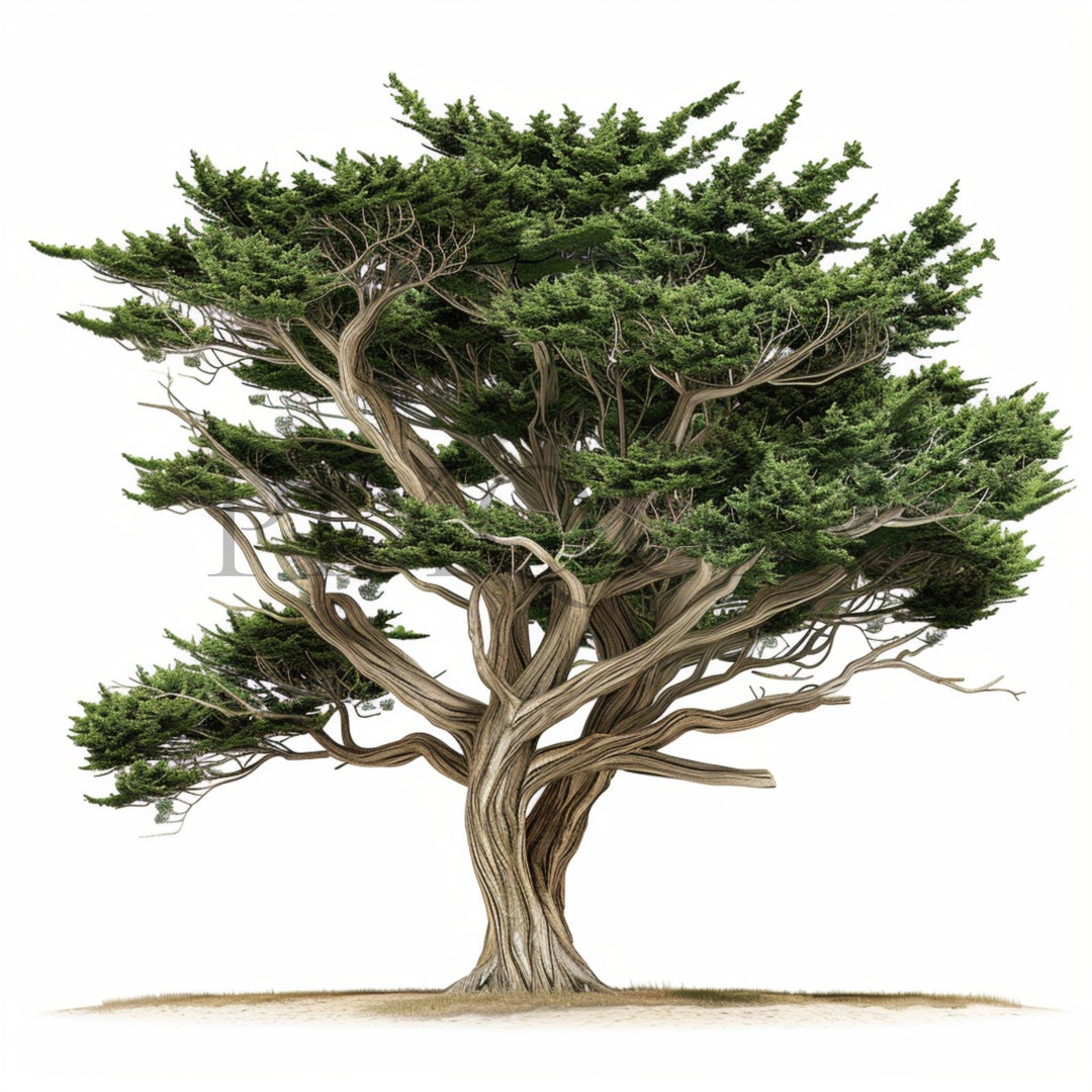 Cypress Tree Clipart | 10 High Quality Jpgs | Digital Watercolor Clipart | Tree Clipart ...