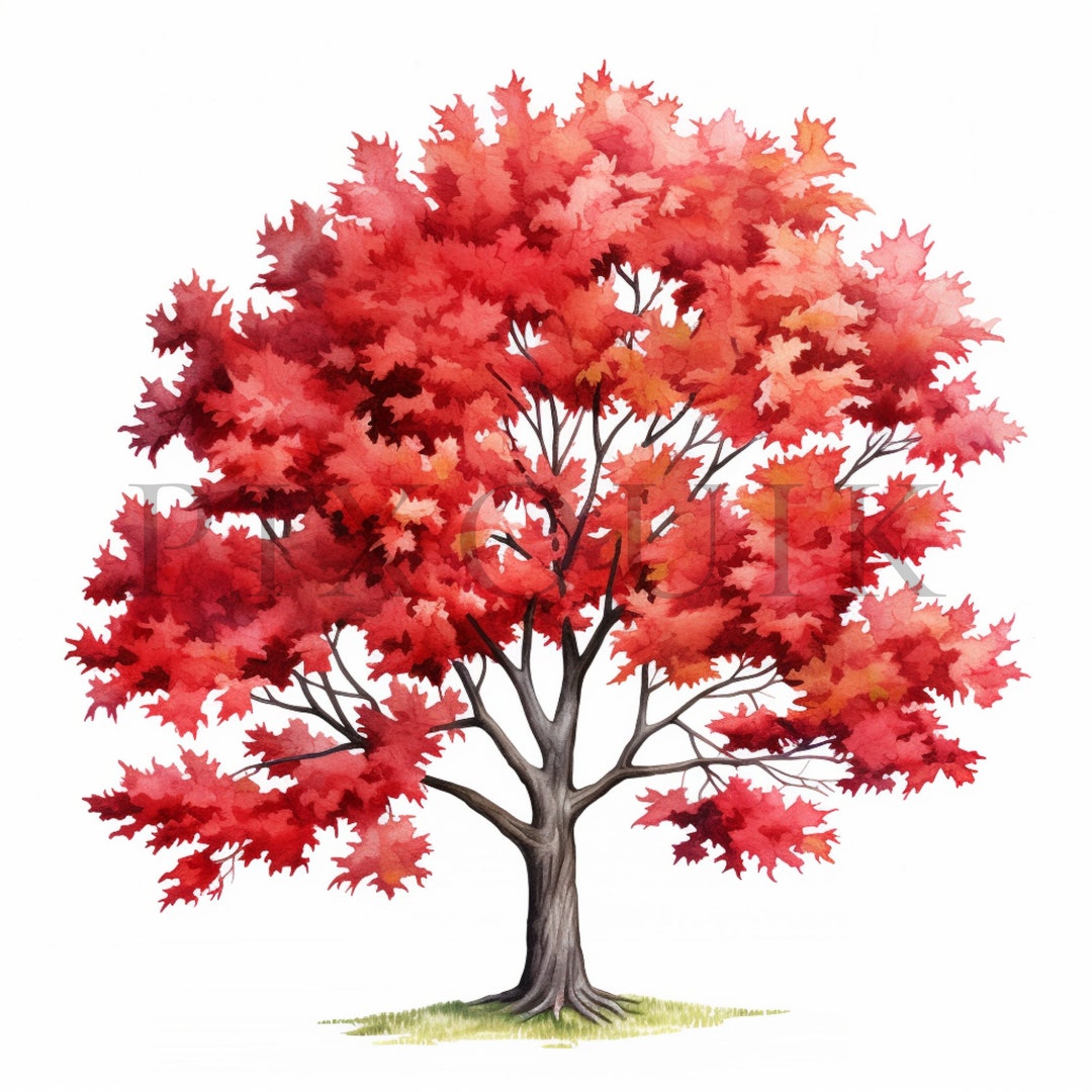 Maple Tree Clipart | 10 High Quality Jpgs | Digital Download | Maple ...