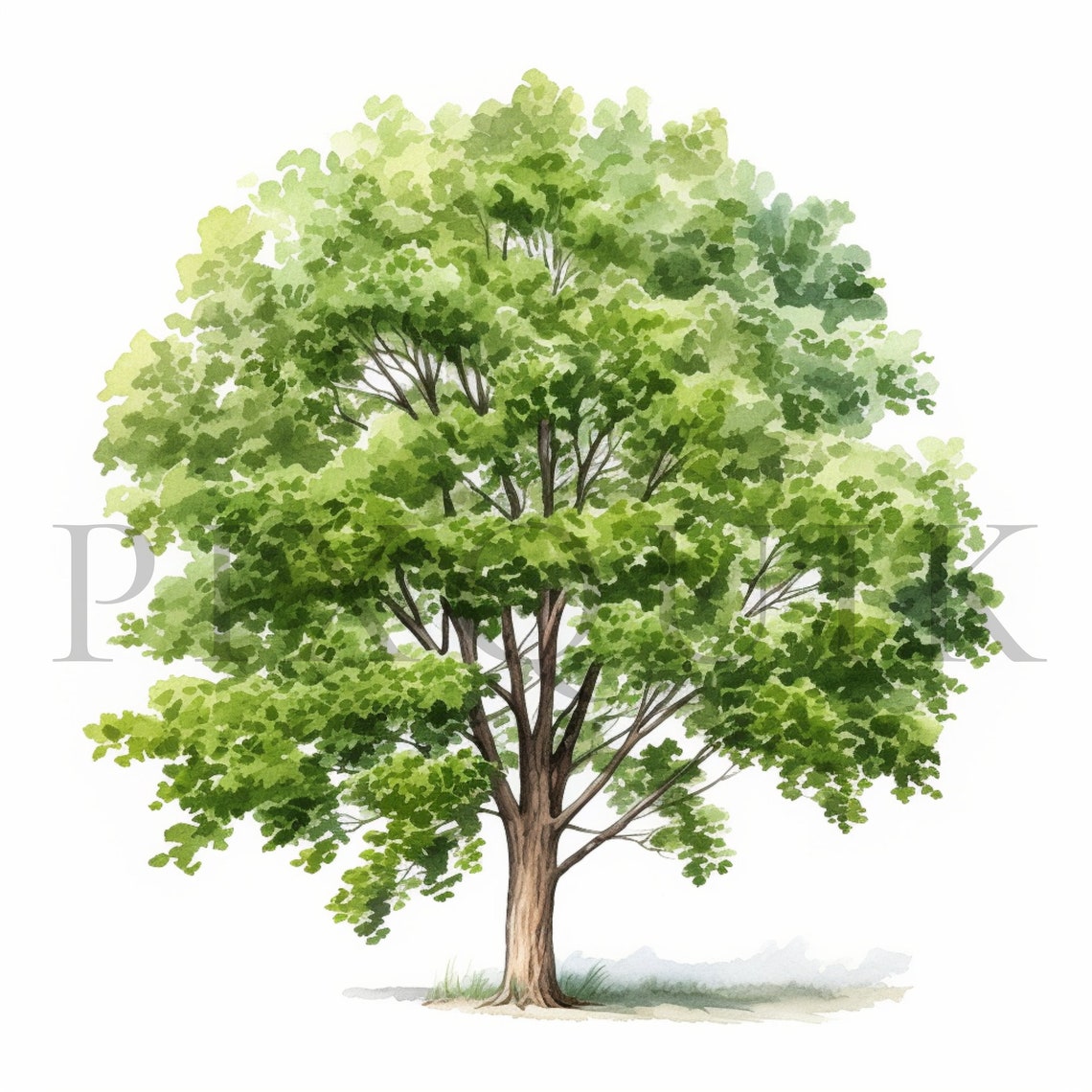 Watercolor Tree Clipart 10 High Quality Jpgs Digital Download Tree ...
