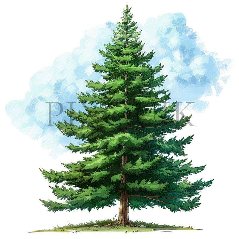 Hemlock Tree Clipart | High-quality Jpgs, Commercial Use (digital ...