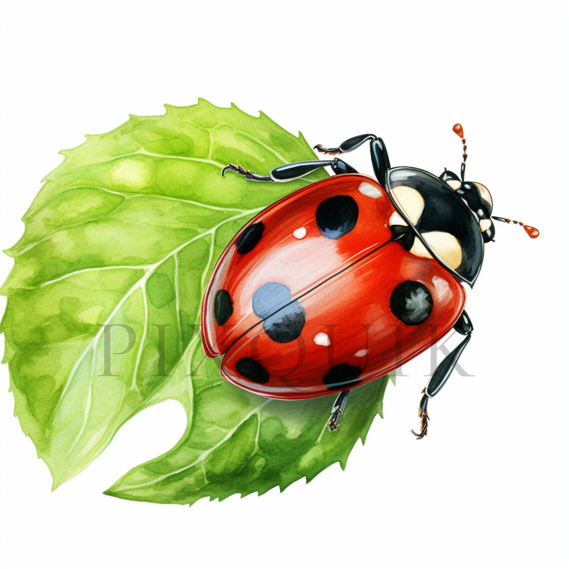 Watercolor Ladybug Clipart 10 High Quality Jpgs Digital Download ...