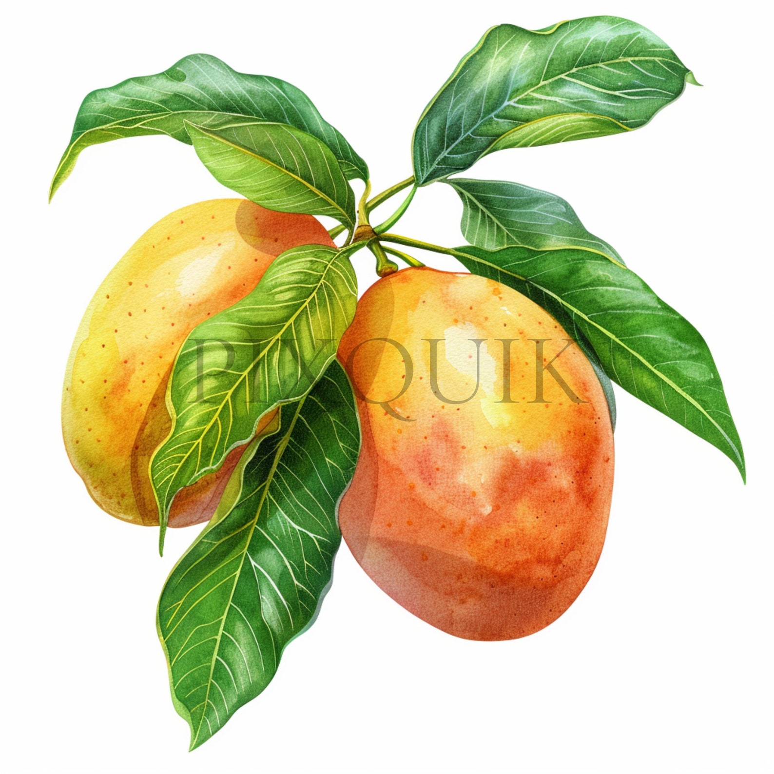 Watercolor Mango Clipart 10 High Quality JPG Citrus Fruits Commercial ...
