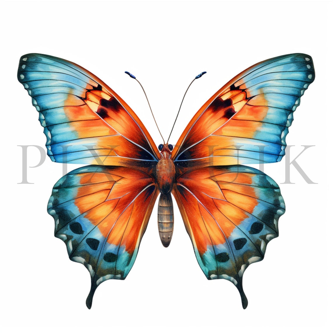 Butterfly Clipart Set – 10 High Quality Jpgs, Collage Images (digital ...