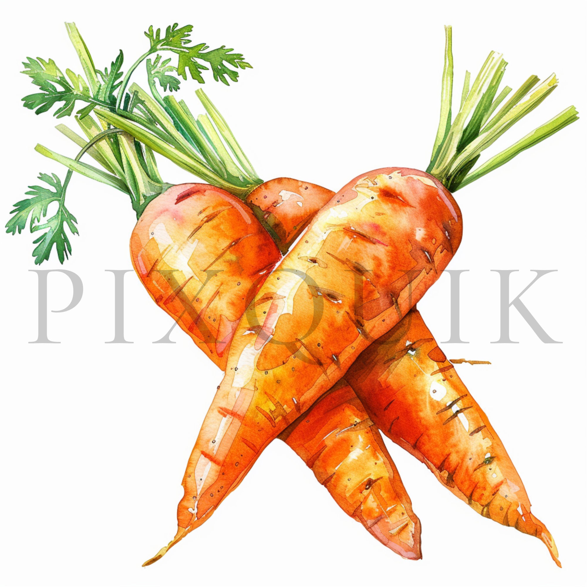 Carrot Clipart 10 High Quality Jpgs Digital Download Carrot Vector ...