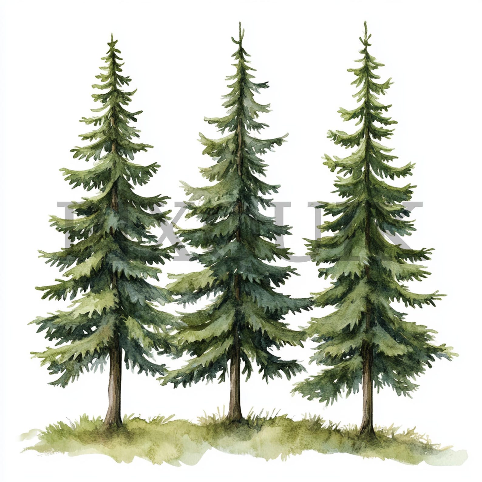 Watercolor Pine Tree Clipart: Nature Illustration (47 JPG Files) - Etsy