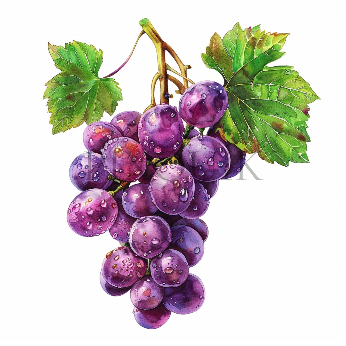 Watercolor Grapes Clipart 10 High Quality Jpgs Fruit Clipart Grape ...