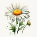 Daisy Watercolor Clipart | Floral Illustration Jpgs (digital Download ...