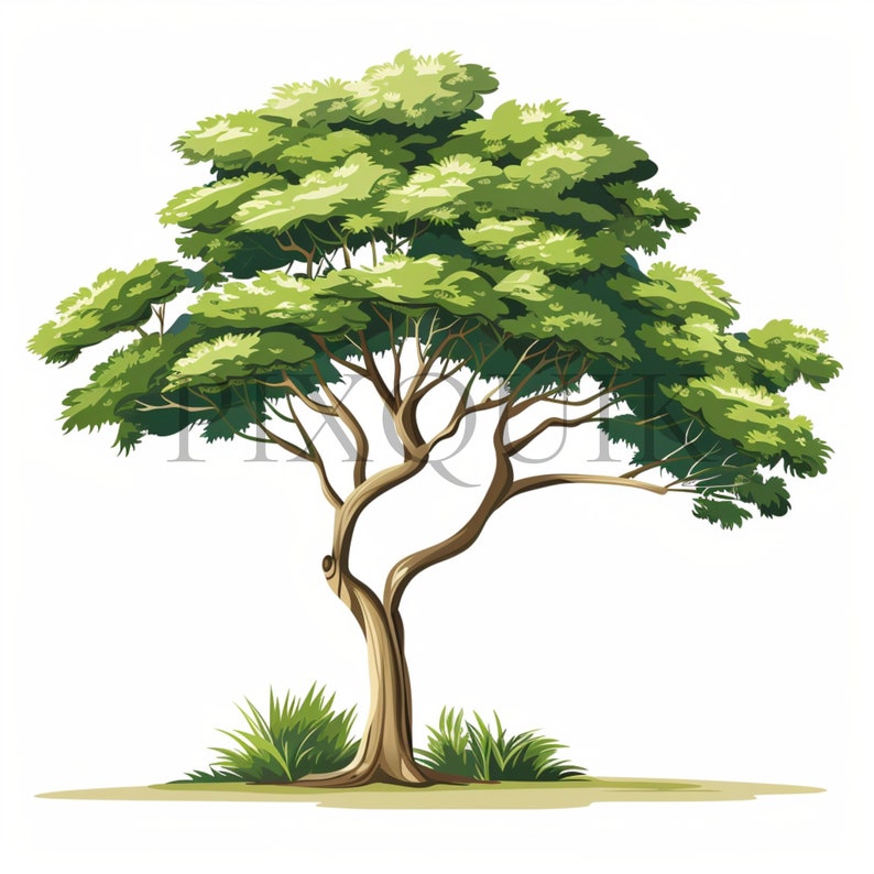Cedar Trees Clipart 10 High Quality Jpgs Botanical Art Forest Tree ...