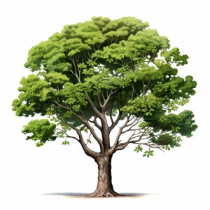 Real Tree Clipart | Mahogany Tree | Mahogany | 10 High Quality JPG ...