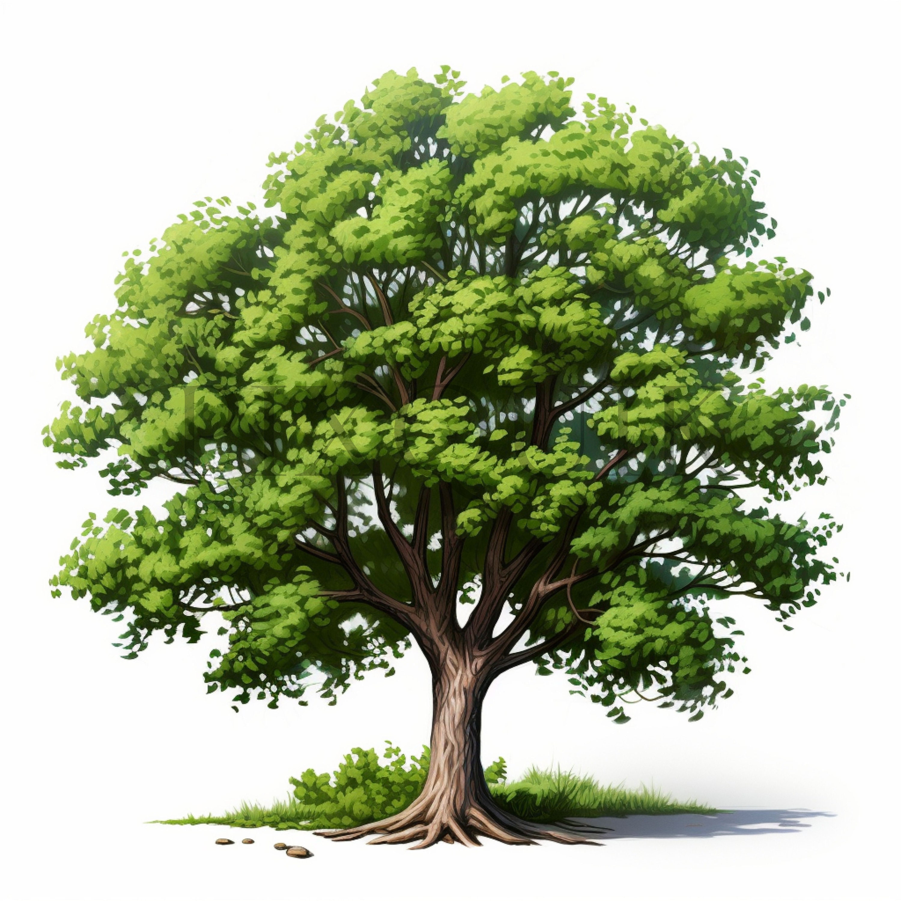 Ash Trees Clipart 10 High Quality Jpgs Botanical Art Ash Tree Digital ...