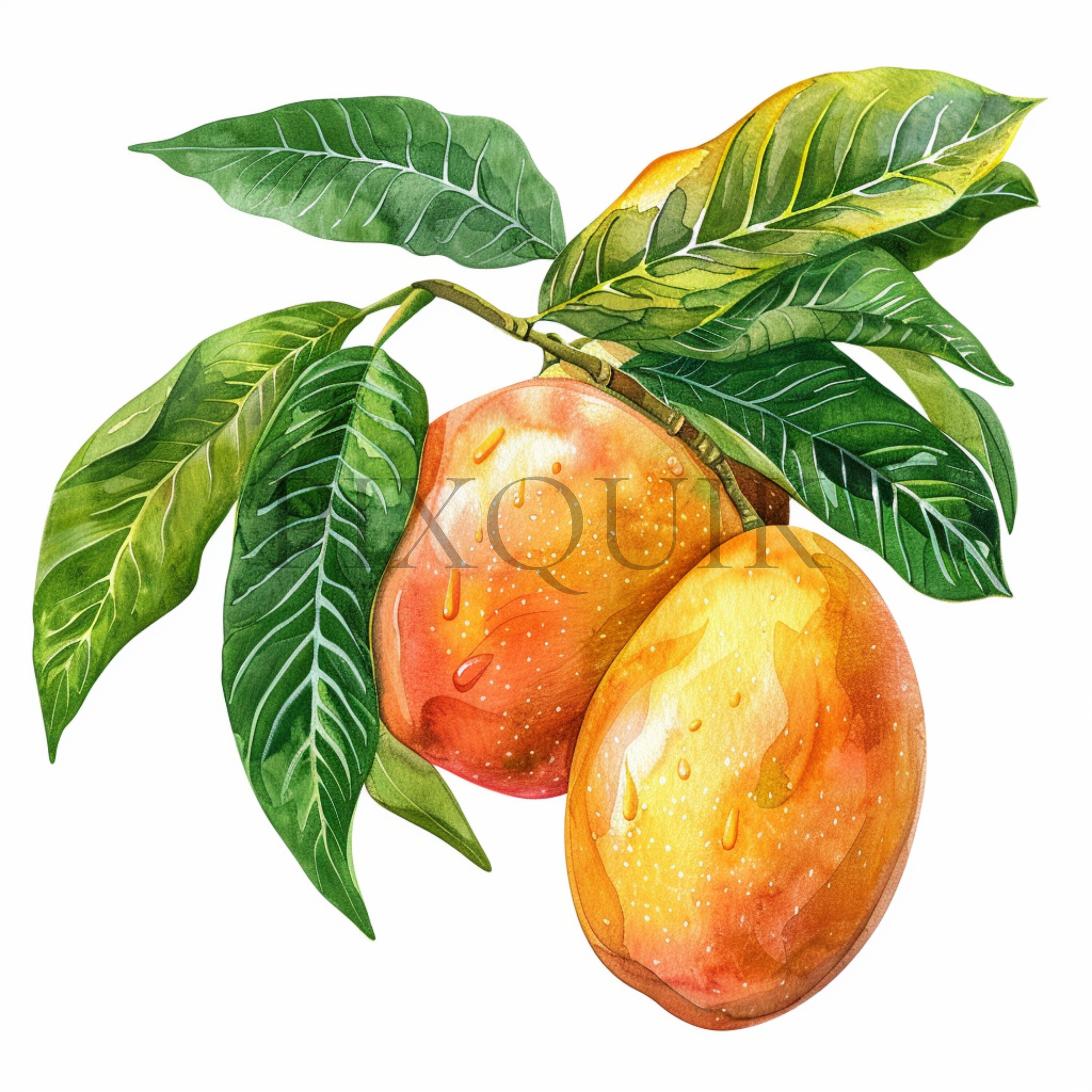 Watercolor Mango Clipart | Tropical Fruit Illustration (10 JPG) - Etsy