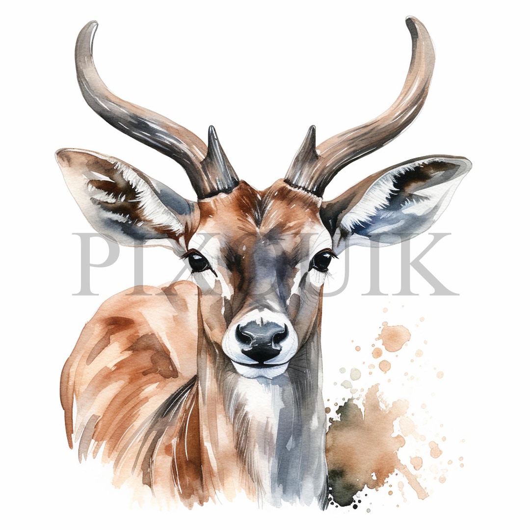 Watercolor Kudu Clipart | African Safari Animal Art (digital Download ...
