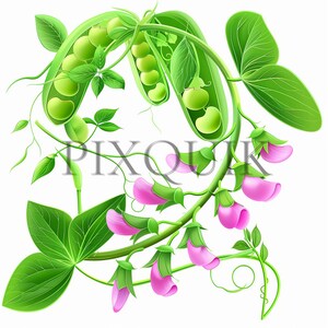 Sweet Peas Clipart | 10 High Quality JPG | Sweetpeas | Sweet Pea ...