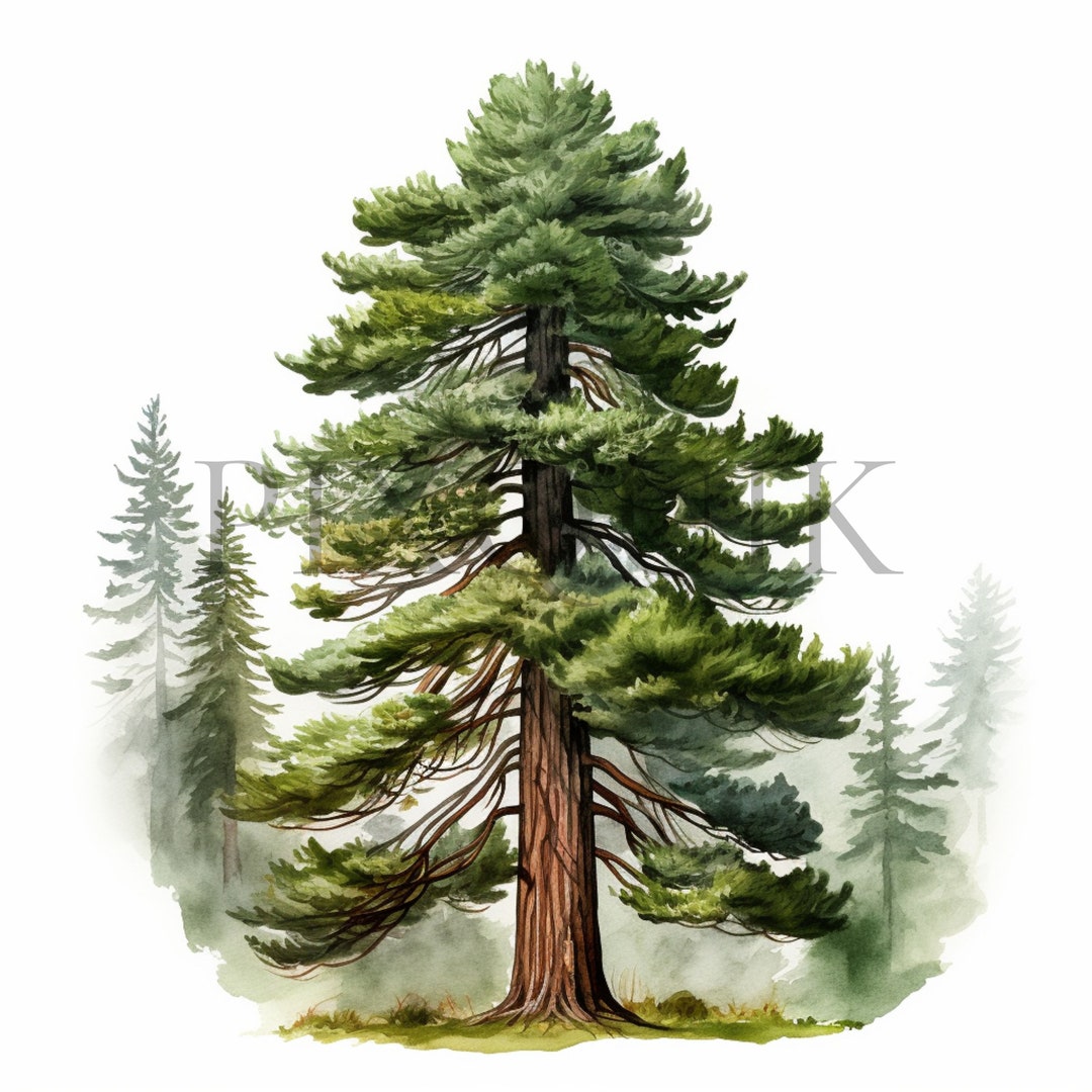 Conifer Tree Clipart | 10 High Quality Jpg's | Digital Download ...