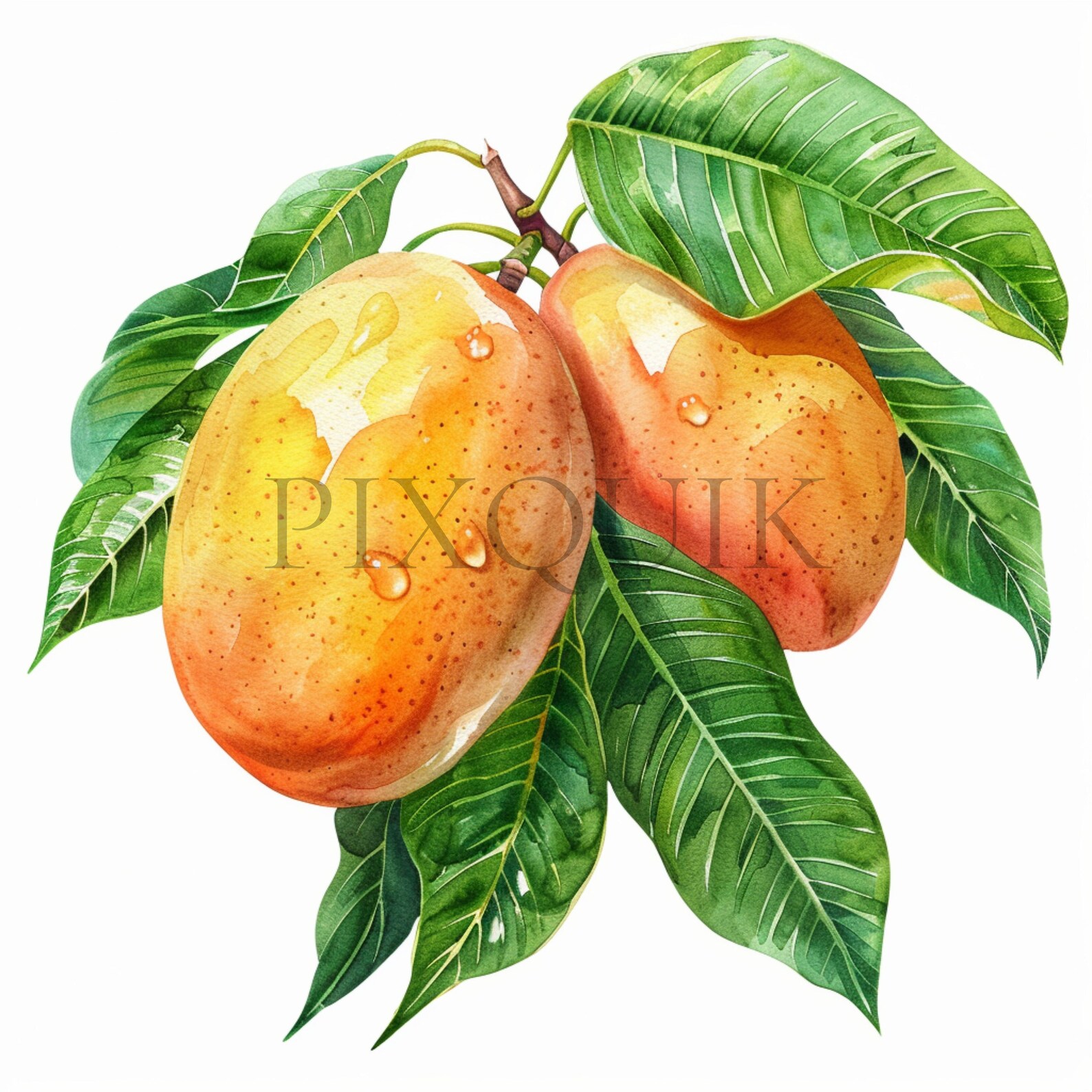 Watercolor Mango Clipart | Tropical Fruit Illustration (10 JPG) - Etsy