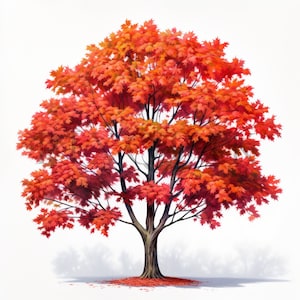 Maple Tree Clipart | 10 High Quality Jpgs | Digital Download | Fall ...