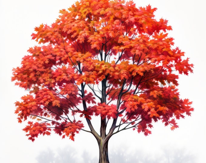 Tree Clip Art - Fall Trees, Autumn Tree Clipart, Maple Tree Graphic ...