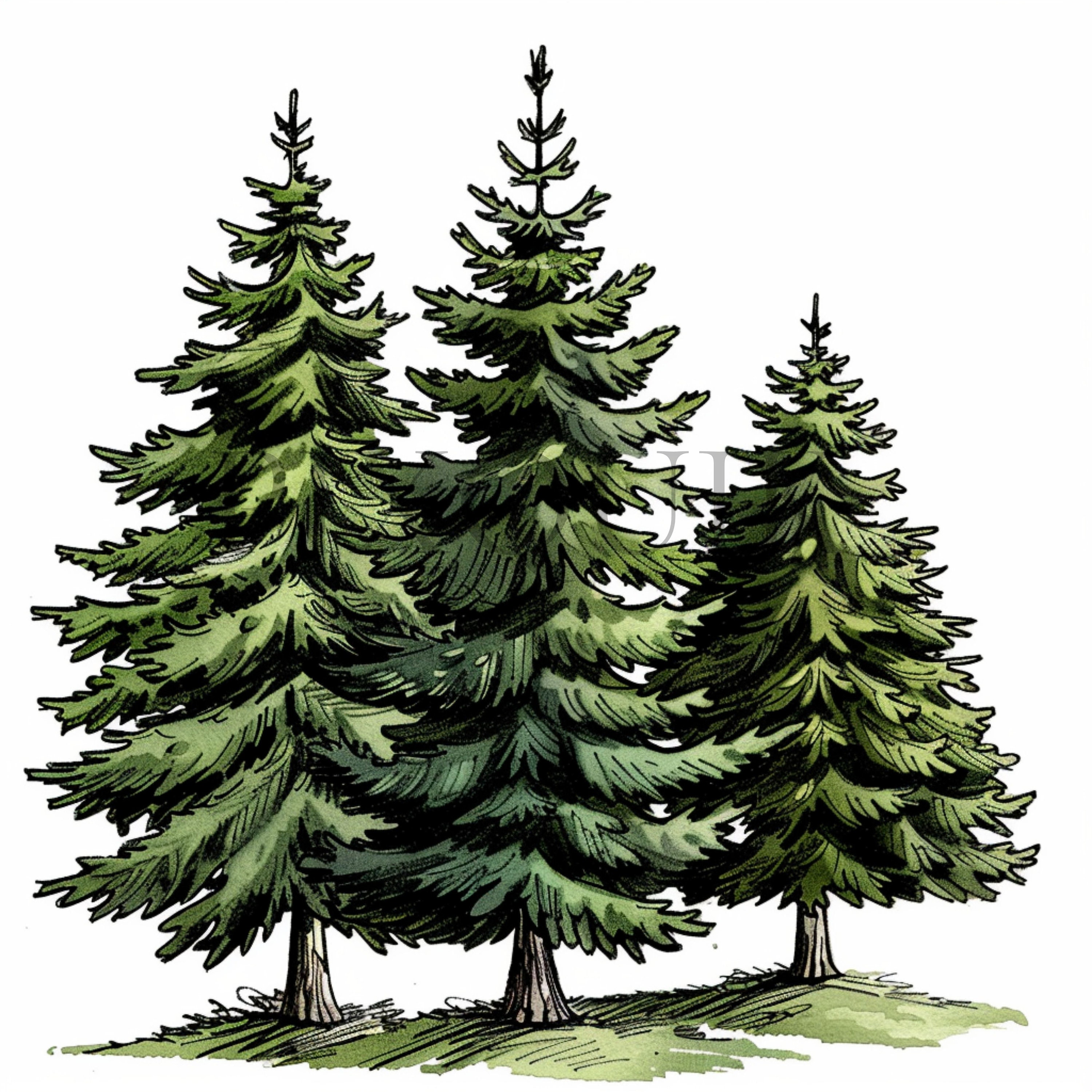 Pine Tree Watercolor Illustrations 10 High-quality Images Woodland Tree ...