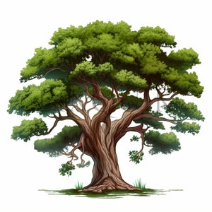 Mahogany Tree Clipart | Nursery Art, Card Making (digital Download) - Etsy