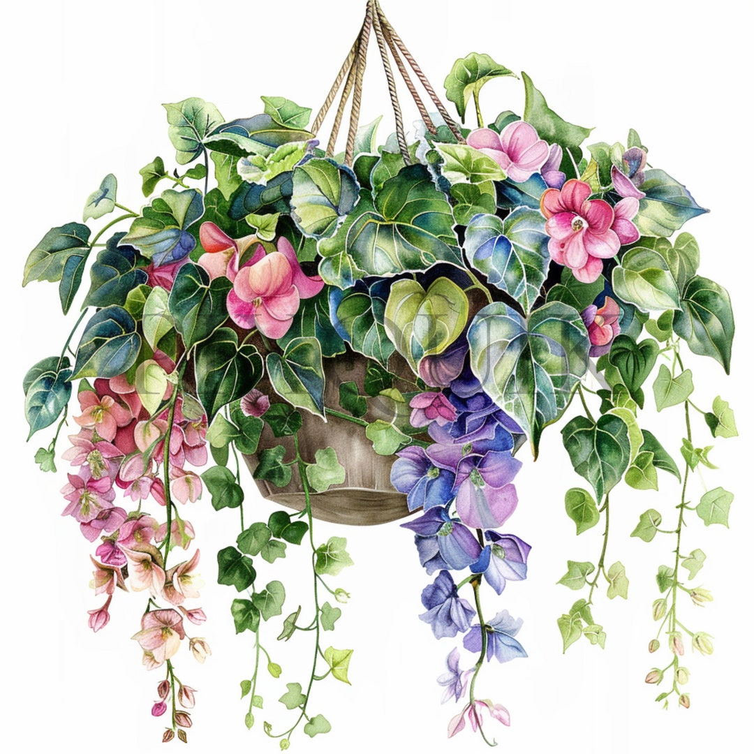 Hanging Plant Clipart | 10 High Quality Jpgs | Indoor Plant | Plant Art ...