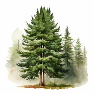 Evergreen Trees Clipart | 10 High Quality Jpgs | Digital Download ...