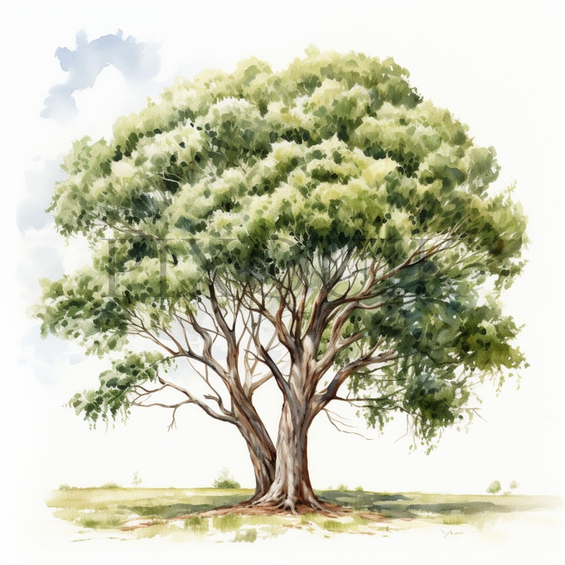 Gum Tree Clipart Tree Clipart 10 High Quality JPG Gum Tree Illustration ...