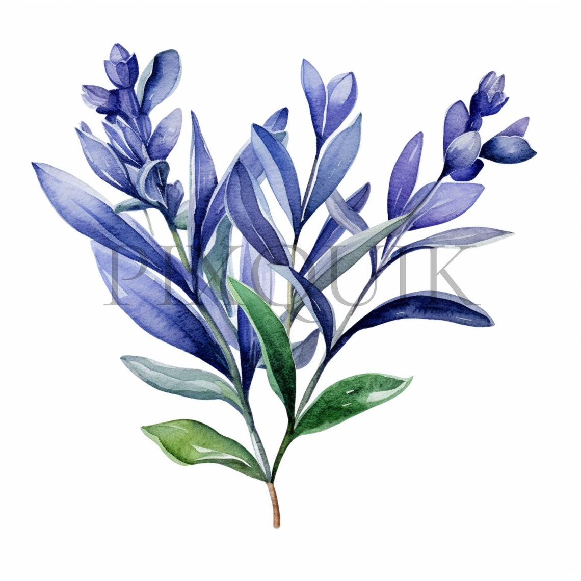 Indigo Plants Clipart 10 High Quality Jpgs Botanical Art Plant Elements ...
