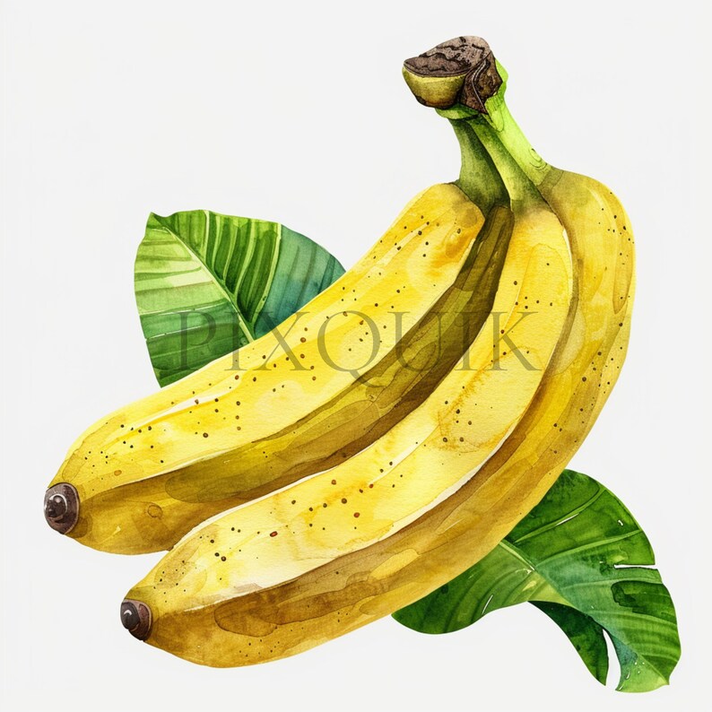 Watercolor Banana Clipart | Tropical Fruit Illustration (commercial Use ...