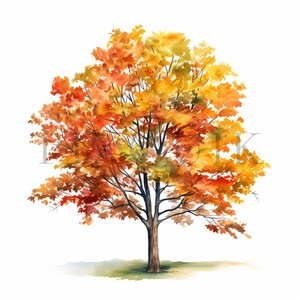 Autumn Tree Clipart | 10 High Quality Jpgs | Digital Download | Tree ...