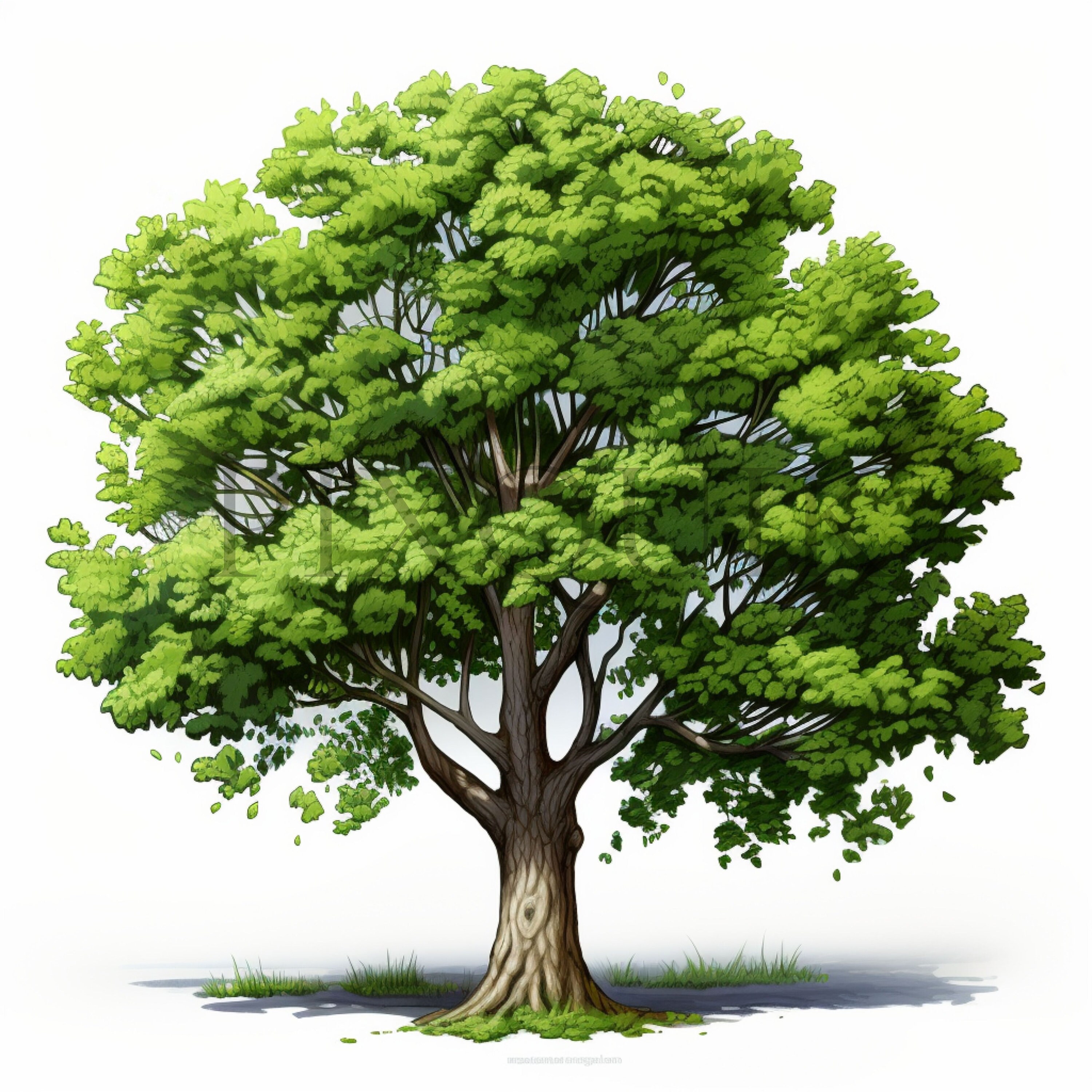 Ash Trees Clipart 10 High Quality Jpgs Botanical Art Ash Tree Digital ...